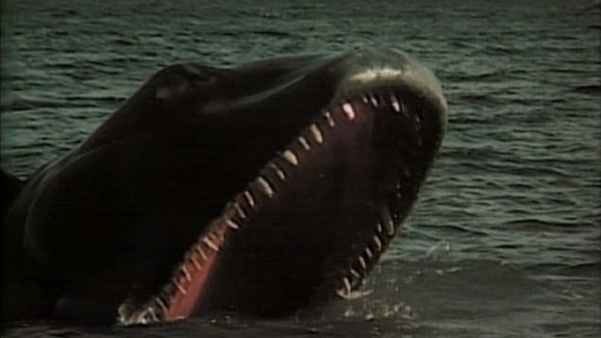 UP FROM THE DEPTHS Reviews of Roger Corman's Jaws rip-off - MOVIES & MANIA
